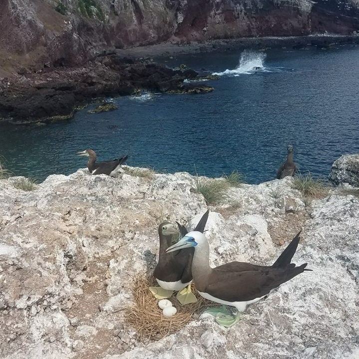 ISLA ISABEL – Argus Sails